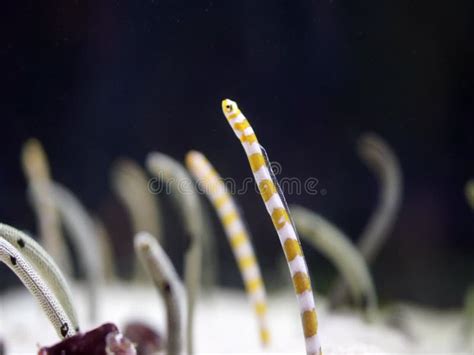 Enguia De Jardim Heteroconger Hassi Subindo E Descendo Em Aquário As