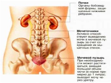 Почка. Функции почки - online presentation
