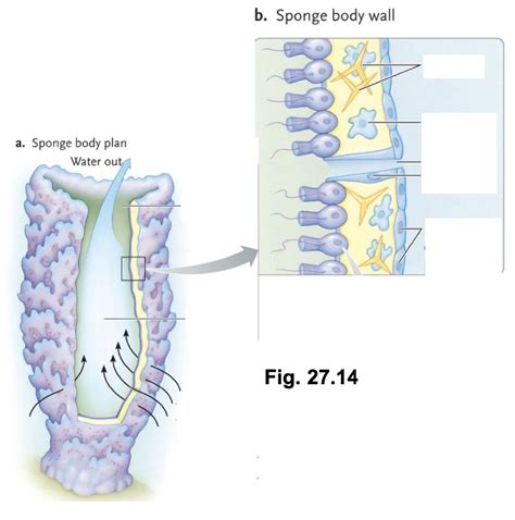 Biol 104 Q3 Sponge Diagram Quizlet