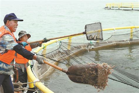 打造“智慧海上牧场” 养殖 日照市 盛隆