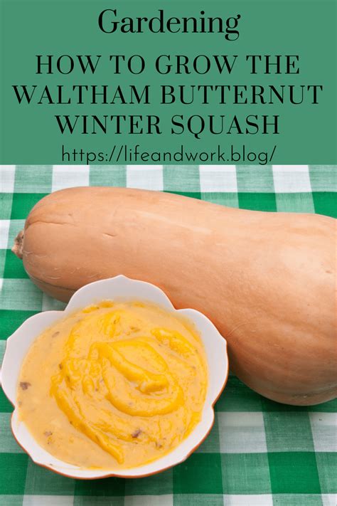 How To Grow The Waltham Butternut Winter Squash