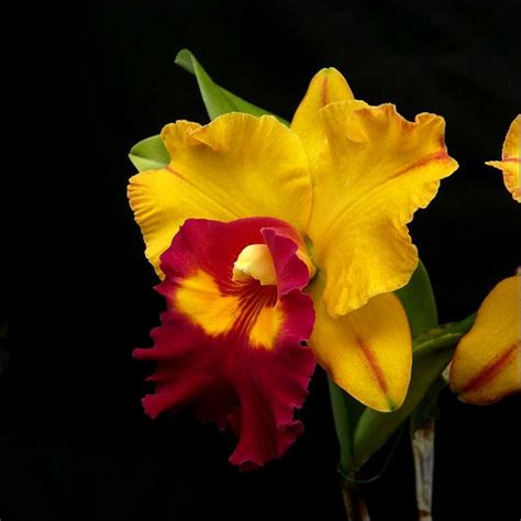 BLC Liu's Joyance "Water N°8"