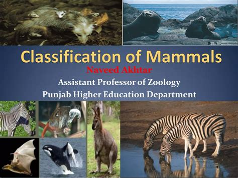 Classification Of Mammals Pdf