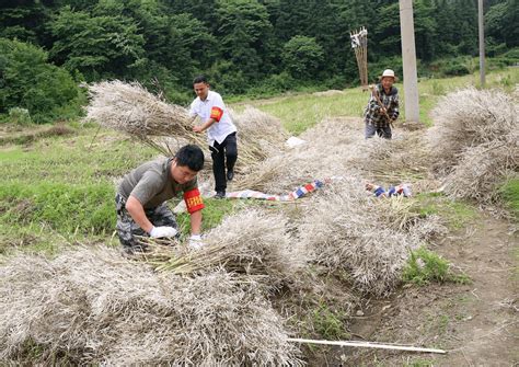 定了！这项综合利用率要保持91以上秸秆