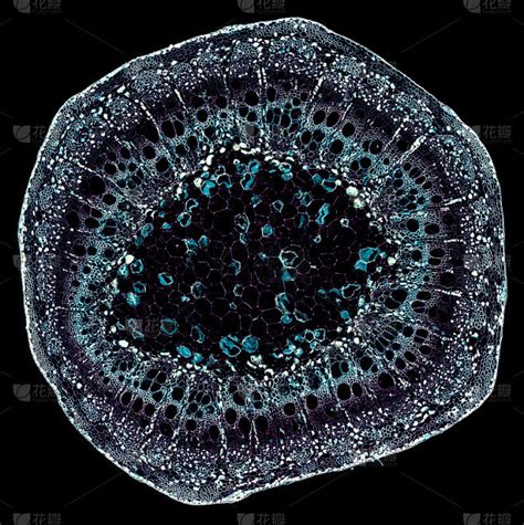 葡萄茎横切面在显微镜下切开