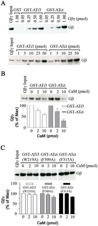 Two Distinct Calmodulin Binding Sites In The Third Intracellular Loop And Carboxyl Tail Of