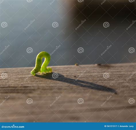 Geometer Moth Caterpillar Stock Image Image Of Dramatic 56121517