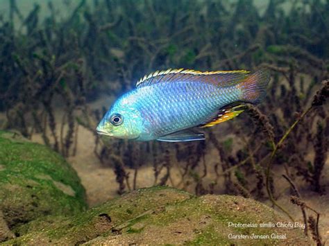 Protomelas Similis Malawi Cichlidy Cz