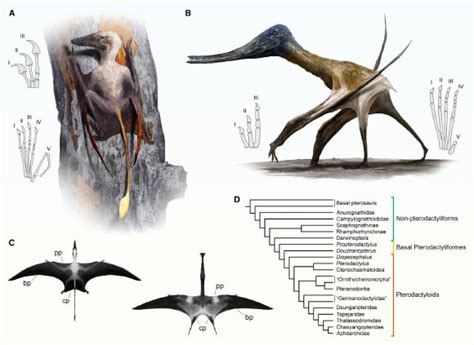 Pterosaurs Were Adapted To Broad Range Of Terrestrial Lifestyles Study