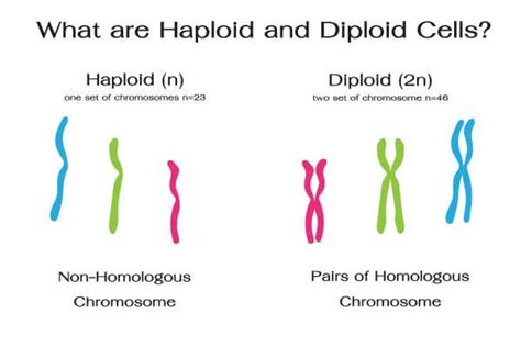 Diploid Cell Definition And Example 46 Off