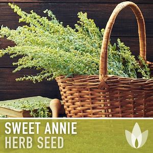 Sweet Annie Herb Seeds Heirloom Seeds Sweet Wormwood Chinese Wormwood Sagewort Asian Seeds
