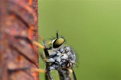 Fly Eye Close Free Photo On Pixabay Pixabay