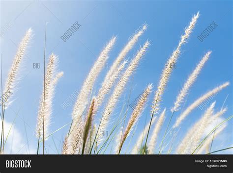 Cogon Grass On Blue Image And Photo Free Trial Bigstock