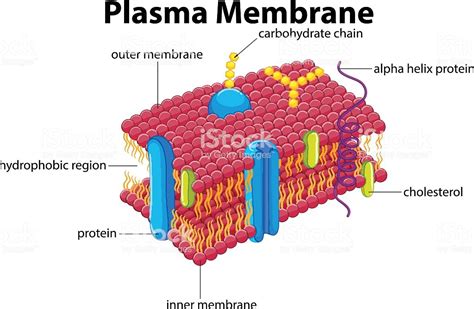 Cell Membrane Clipart 20 Free Cliparts Download Images On Clipground 2025
