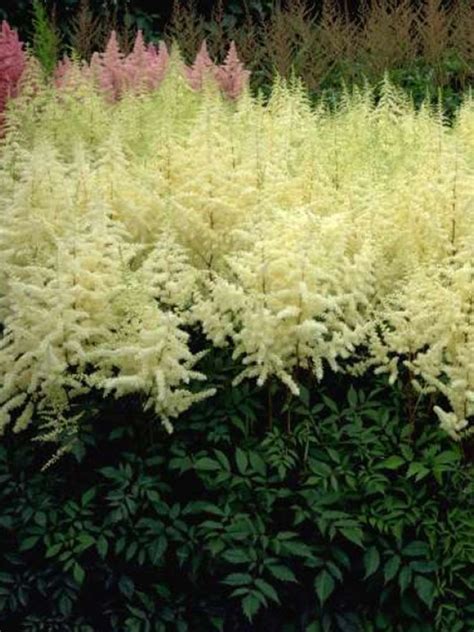Астильба японская (Astilbe japonica) “Ellie” - «Feel Green»
