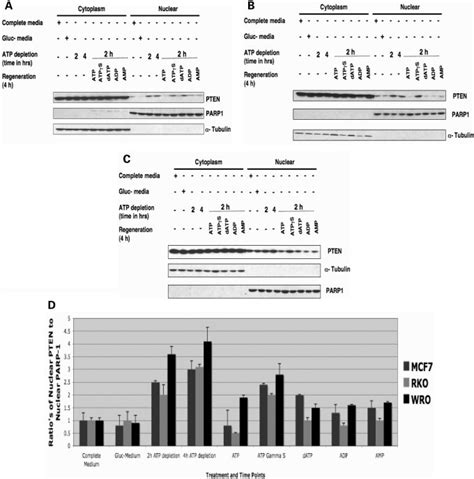 Metabolites Of Atp But Not Atpγs Decreased Nuclear Pten Levels Cells
