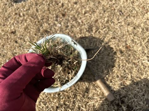 숙이 발본색원 잔디밭이 푸르러면 잡초가 구별이 안된다 오히려 지가 주인인양 뿌리를 깊게 박아 뽑아내기가 난망이다 그놈이나 잔디나 푸르기는 똑같은데 굳이굳이 뽑아내야
