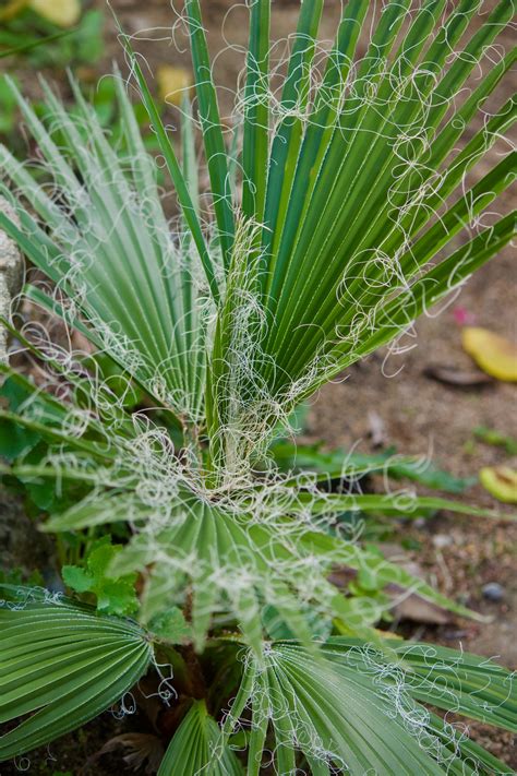 日本の野生植物 いつもの散歩道に 着床したヤシの木ですが
