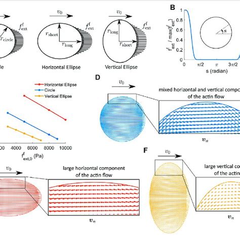 Cell Velocity And Effective Force Generation Under Actin Driven And Download Scientific