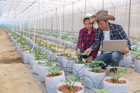 농학자와 농부들은 식물의 분석에 노트북 농부와 연구원온실 농장에서 식물을 검사하고 있습니다 농업 기술 개념 건강관리와 의술에 대한 스톡 사진 및 기타 이미지 Istock