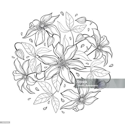 개요 Clematis 또는 여행자의 기쁨 화려한 꽃 무리 새싹과 흰색 배경에 고립 된 검은 잎 라운드 꽃다발 벡터 0명에 대한