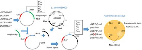 Construction Of Plasmids Harbouring Selected Promoters Ptur Pef P