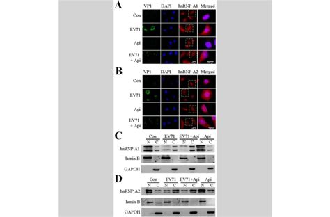 Anti Hnrnpa2b1 Antibody A29446