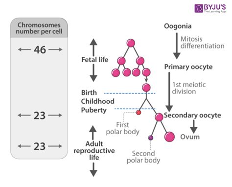 Ncert Exemplar Solutions Class Biology Chapter Human Production