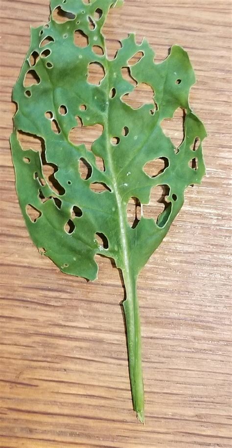 Spinach Disaster Aphids In The Vegetables And Fruit Forum