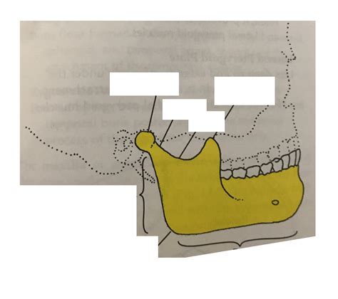 Ch TMJ Bony Landmarks Of The Mandible Labeling Diagram Quizlet