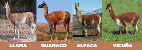 Alpaca Vs Llama And Vicuna