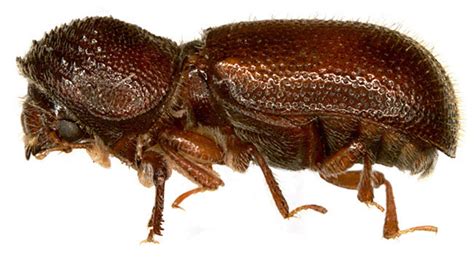 Bostrichidae Dinoderus Minutus