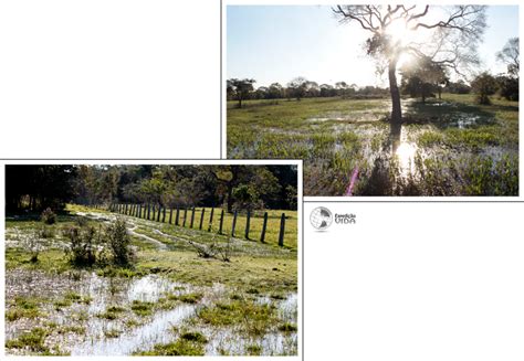 Viagem Ao Pantanal Mato Grossense Expedição Vida