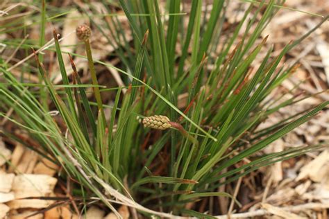 Stylidium Graminifolium Grass Leaved Trigger Plant Westgate