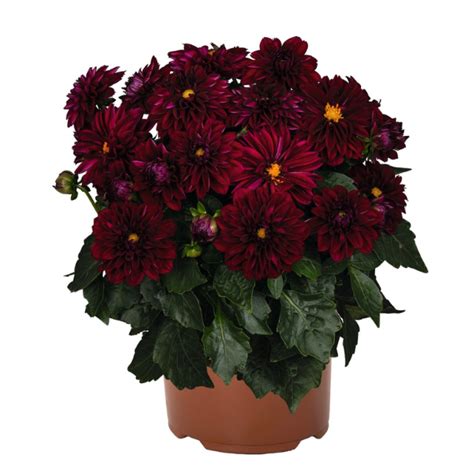 Dahlia Novation Ruby Lucas Greenhouses