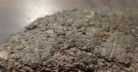 More Crinoid Fossils Could Anyone Help Id The Rock They Are In