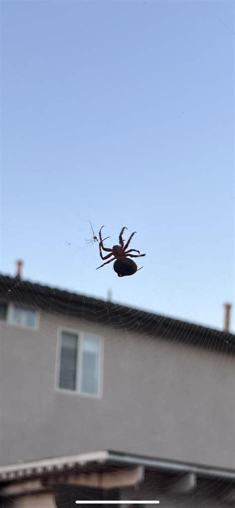 Spider R Whatisthisbug
