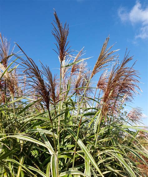 Best Miscanthus Varieties 15 Of The Top Ornamental Grasses Homes And Gardens