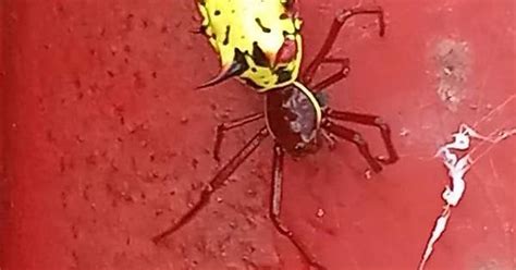 What Bug Is This Swfl Usa Album On Imgur