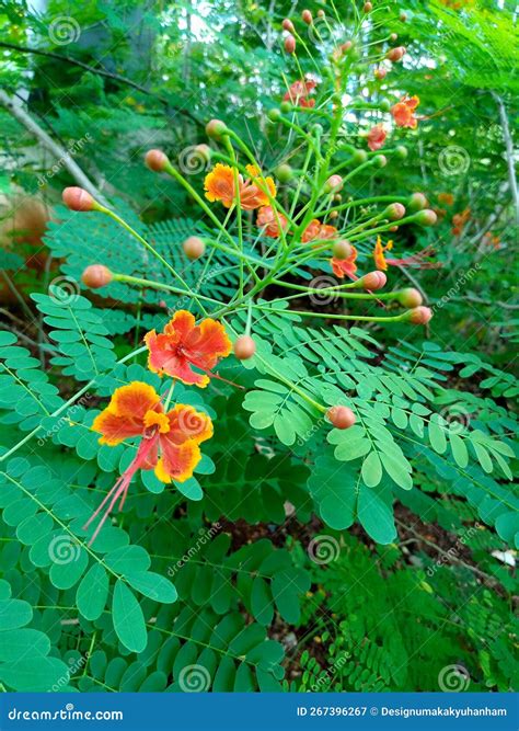 Shoot On Red Orange Peacock Flower Stock Image Image Of Flower Plant