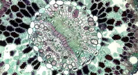 Molecular Cell Biology University Of Copenhagen