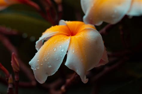 Plumeria 꽃 태국 Pixabay의 무료 사진