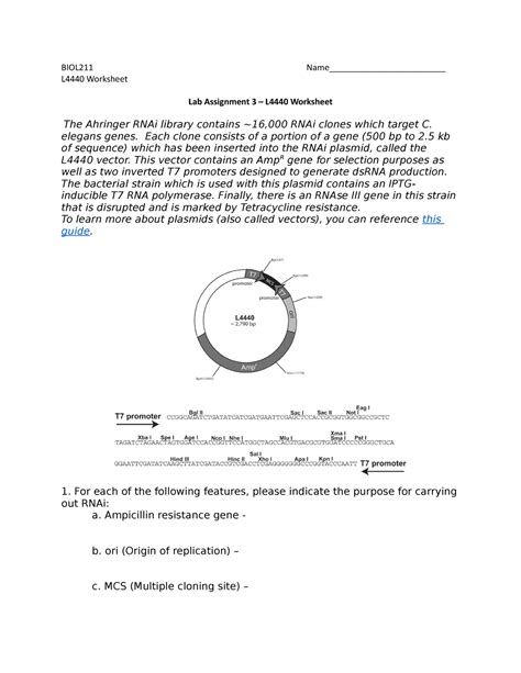 Lab 3 Assignment L4440 Worksheet Biol211 Name