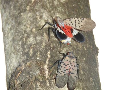 Michigan Dnr Urges Residents To Stomp On Kill Spotted Lanternflies