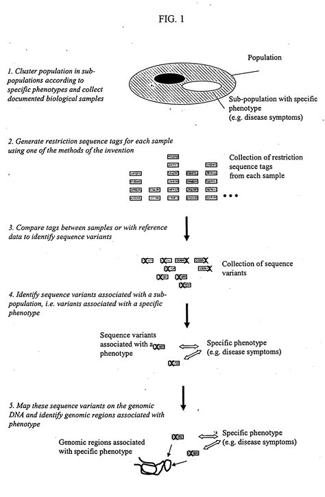 Methods For Detecting Genome Wide Sequence Variations Associated With A Phenotype Eureka Patsnap