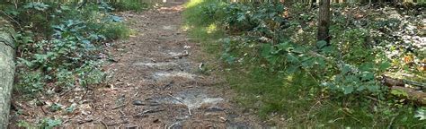 Lansing Bennet Forest Loop Trout Farm Massachusetts 156 Reviews