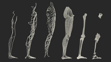 Female Anatomy Left Leg 3d Model 139 3ds Blend C4d Fbx Max Ma
