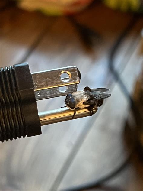 Big And Kinda Fuzzy Fly R Whatisthisbug