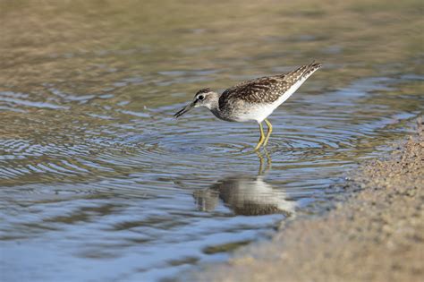 25 Florida Beach Birds Uncovered Id Guide To Shore Wonders