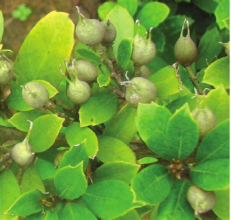 中华蚊母树 赣南木本植物图志 图片